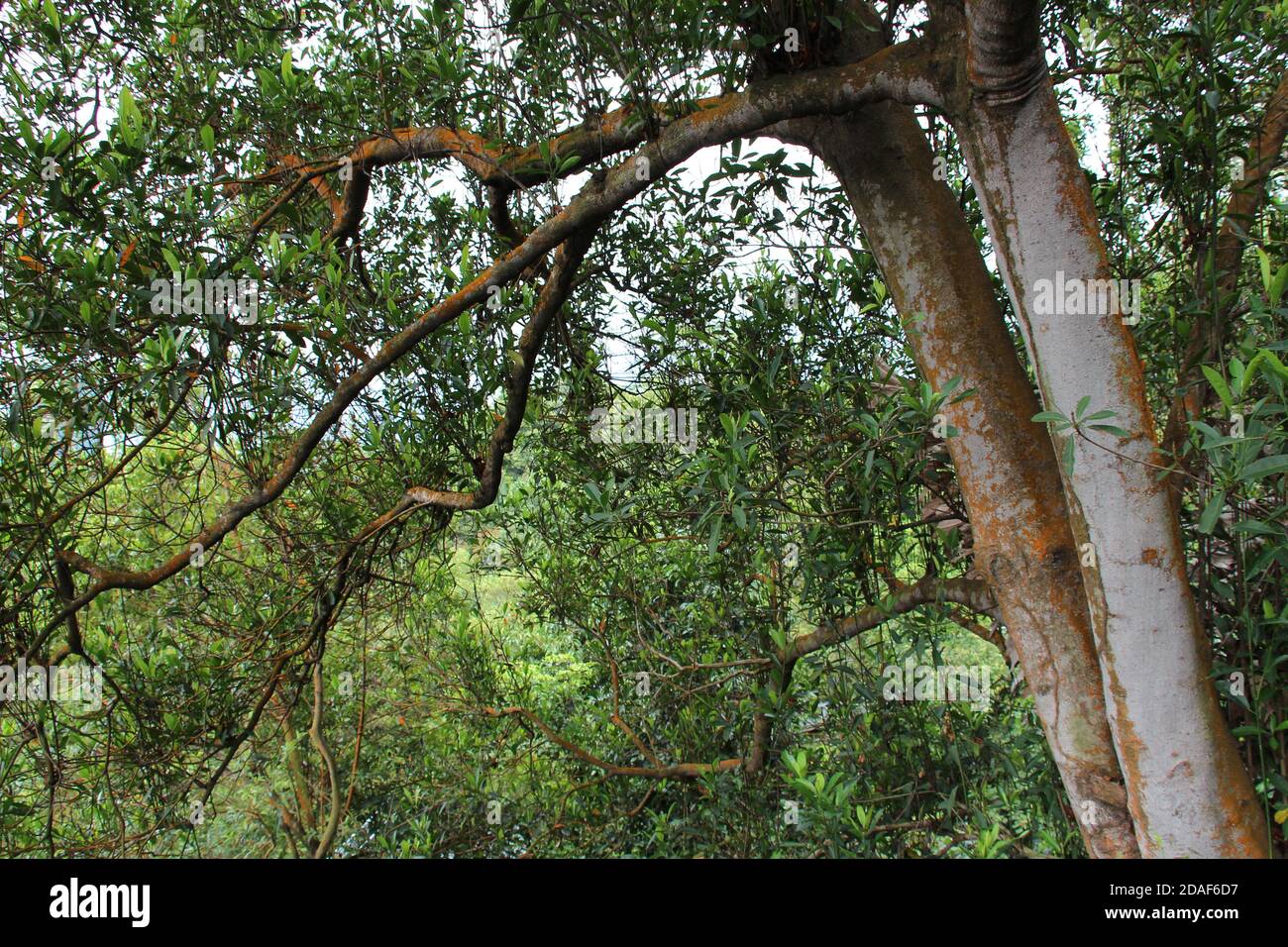 a tree in the telok blangah hill park in singapore Stock Photo - Alamy