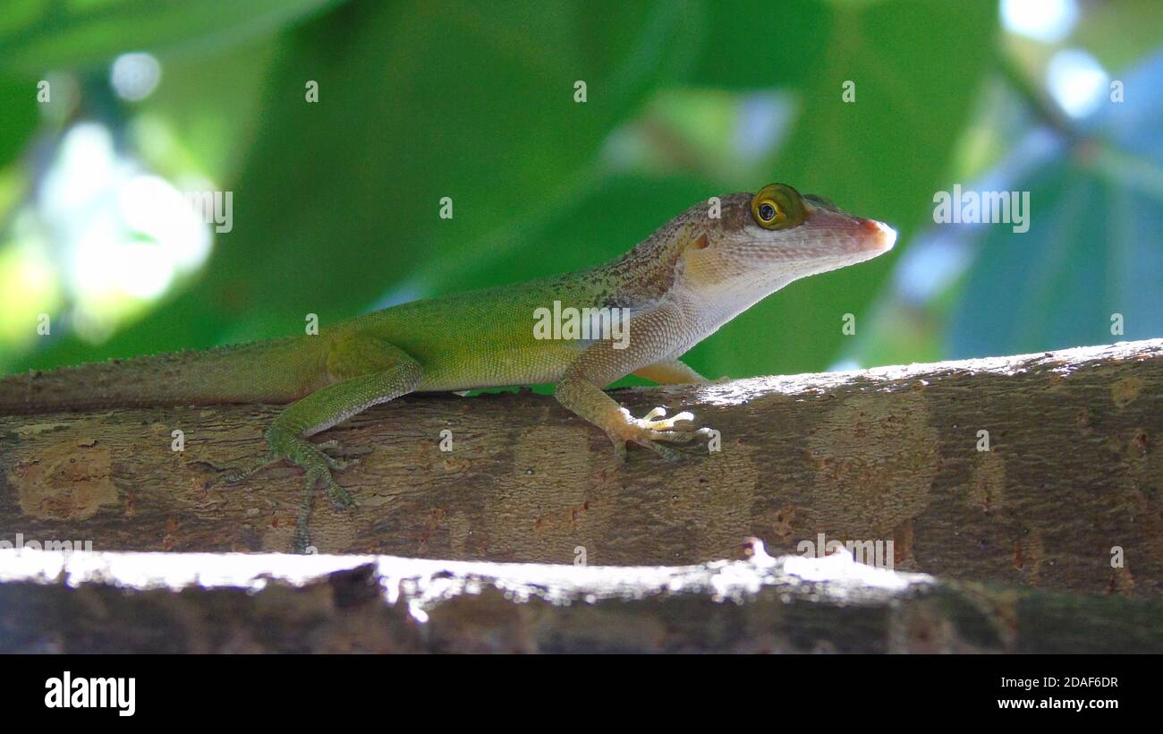 Green Tree Lizard Anolis bimaculatus Antigua Stock Photo - Alamy