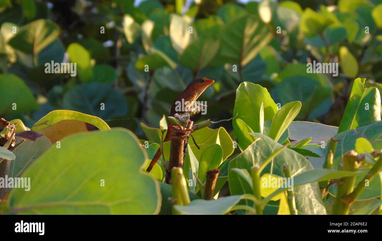 Brown Anole Lizard Anolis wattsi Antigua Stock Photo - Alamy
