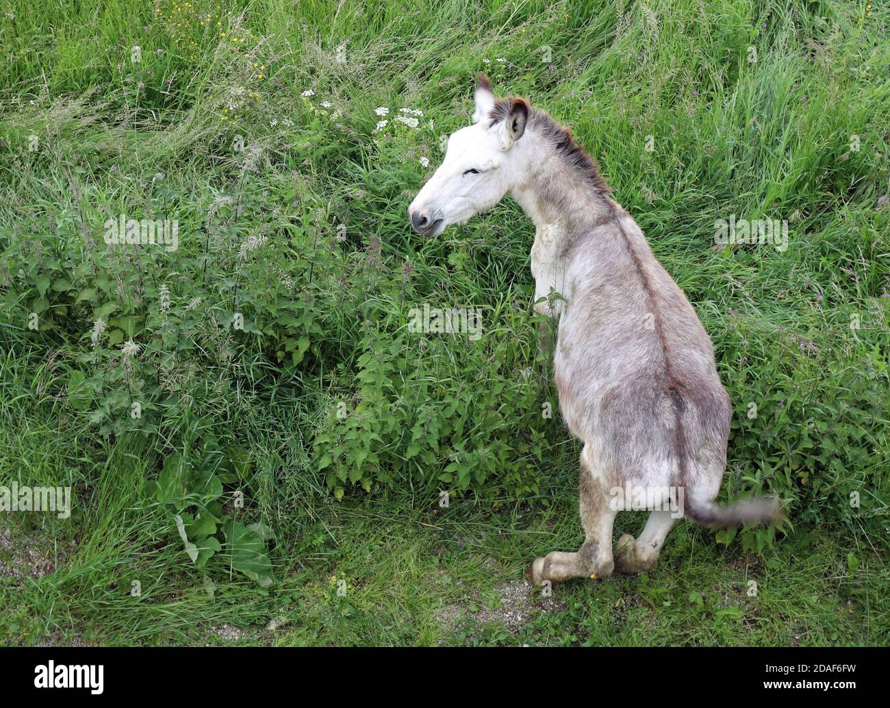 young donkey seen from above while grazing the grass Stock Photo - Alamy