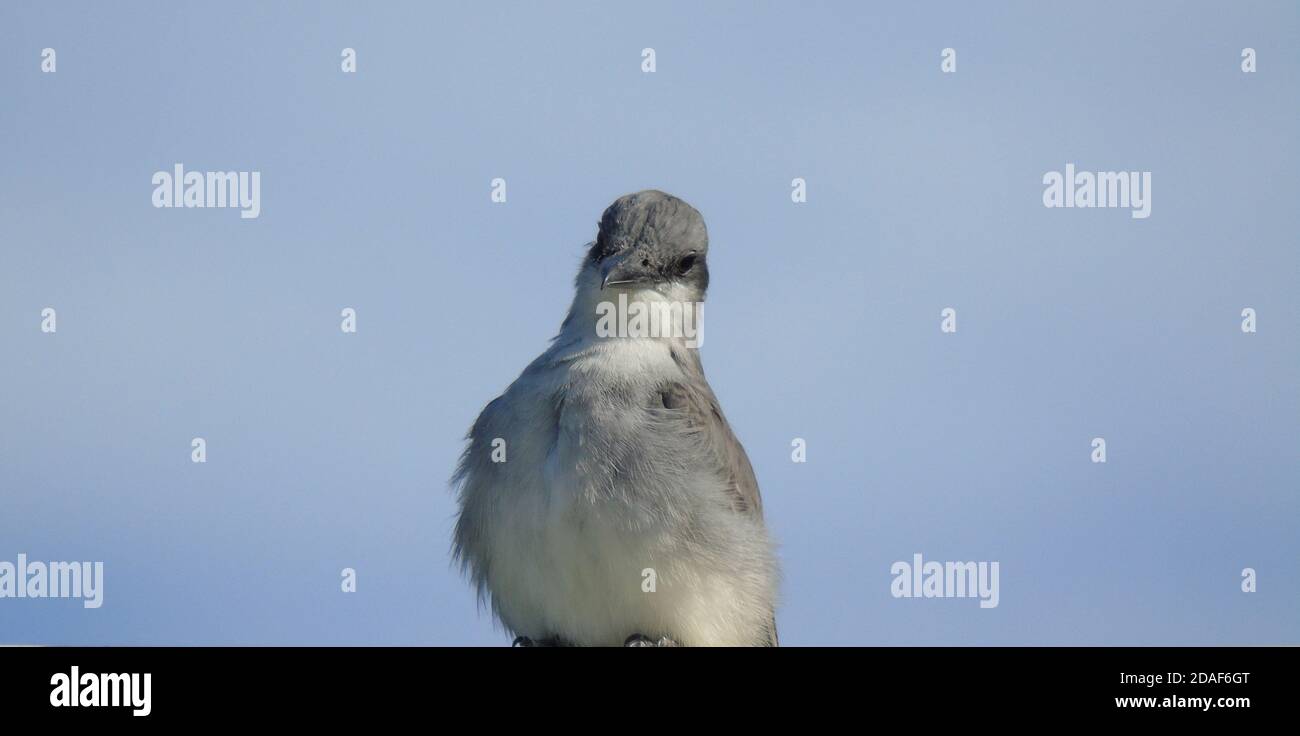 Pitirre hi-res stock photography and images - Alamy