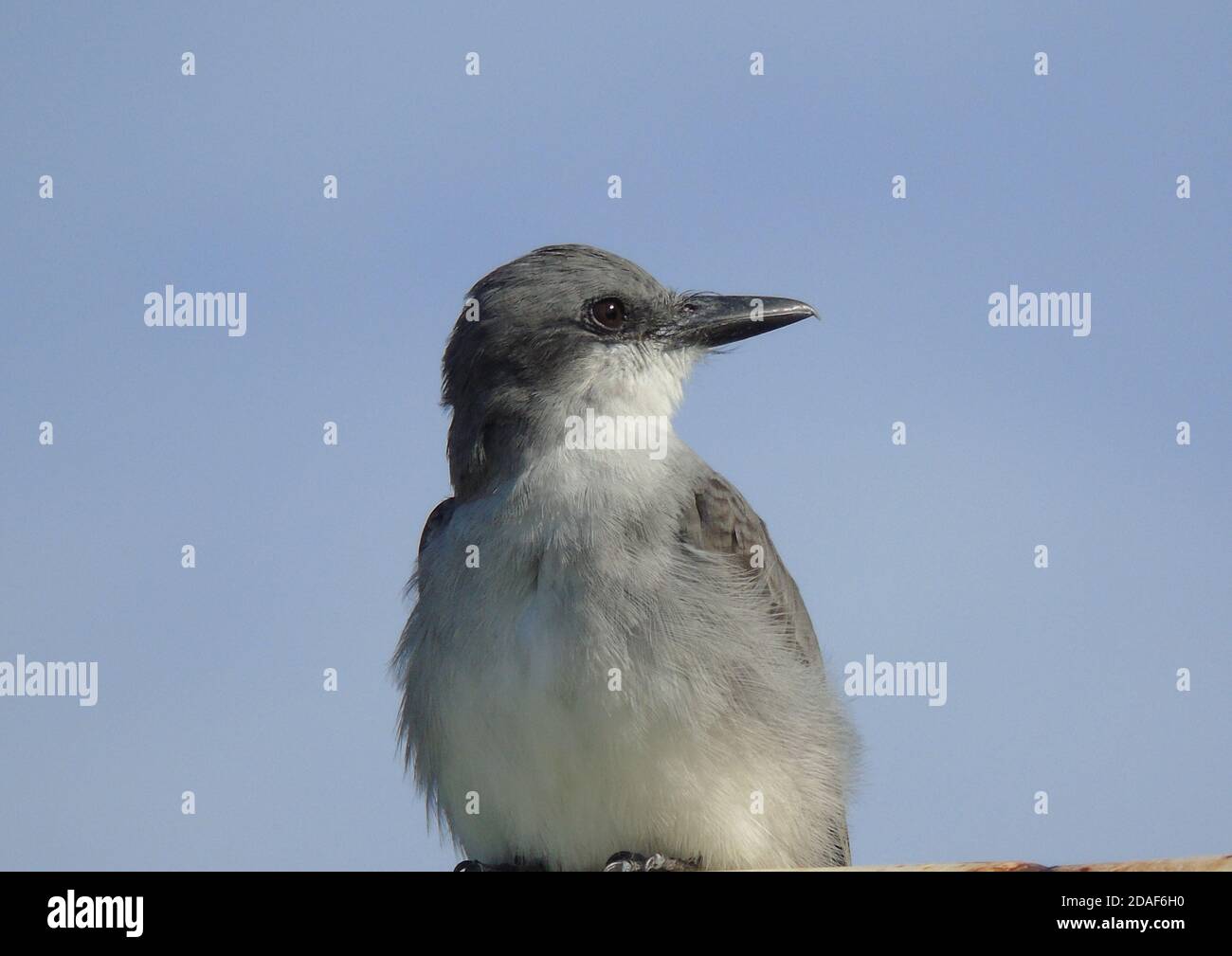 Pitirre hi-res stock photography and images - Alamy