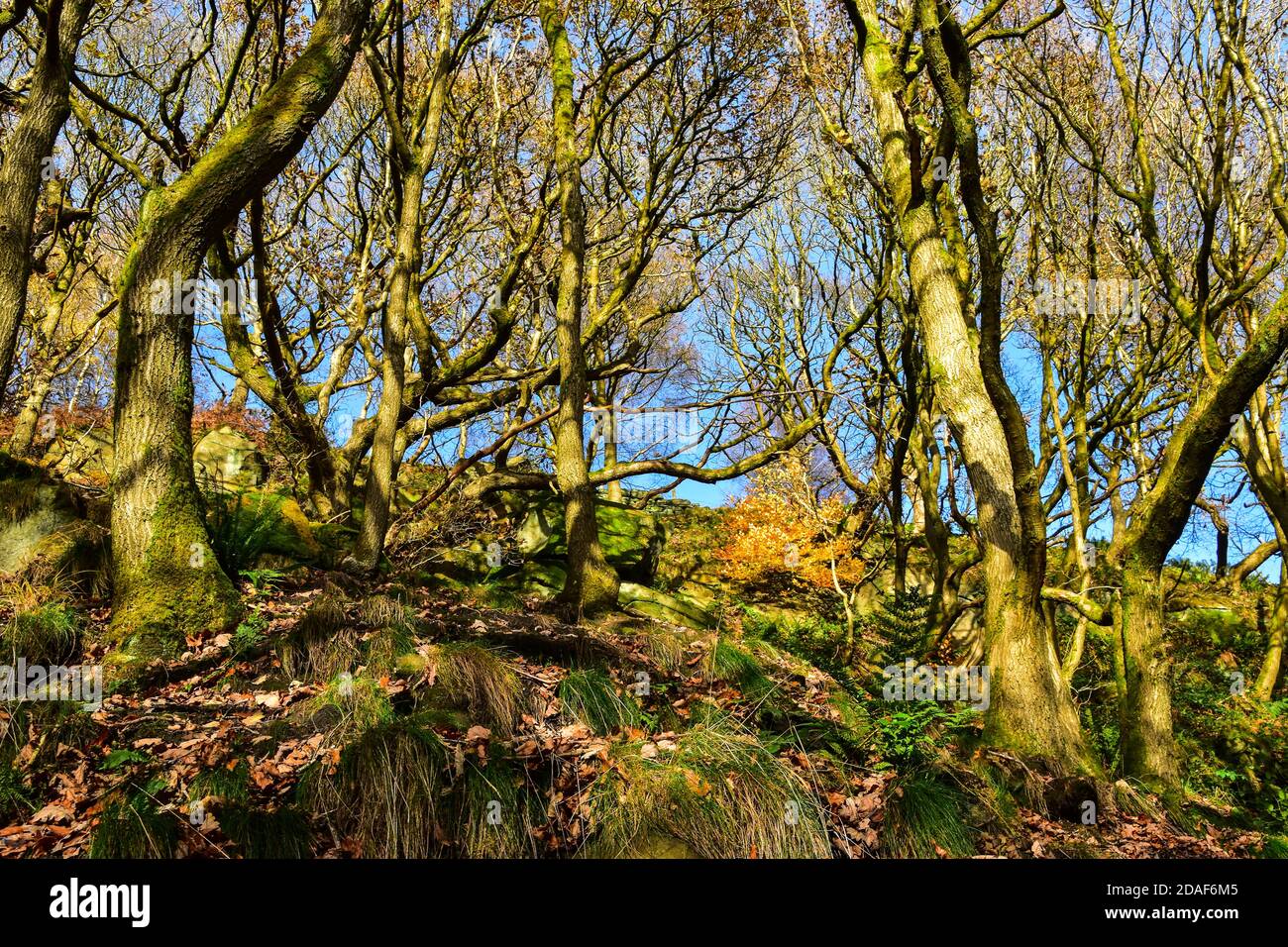 Autumn Trees, Eaves Wood, Hebden Bridge, Calderdale, West Yorkshire ...