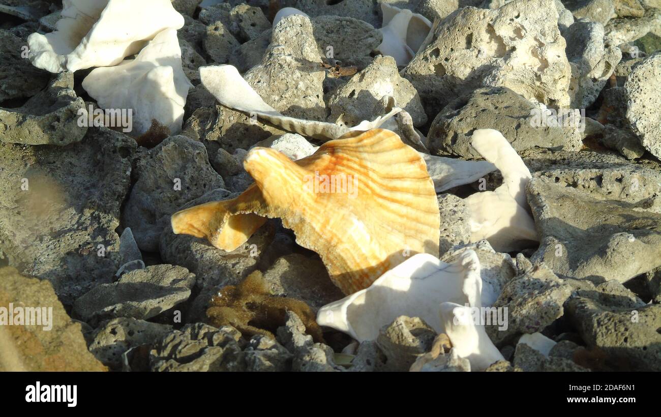 Yellow orange broken conch shell on beach amongst shells and rocks ...