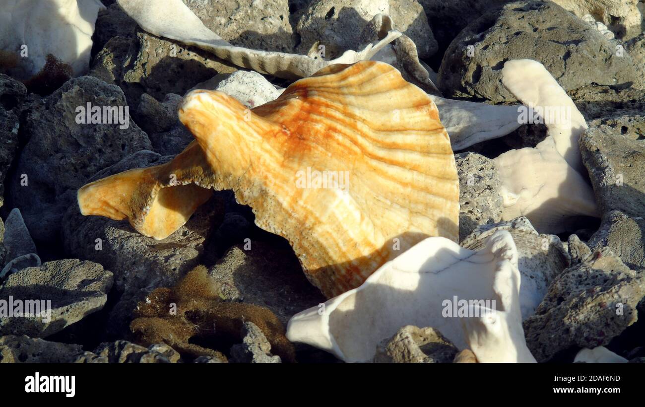 Yellow orange broken conch shell on beach amongst shells and rocks ...