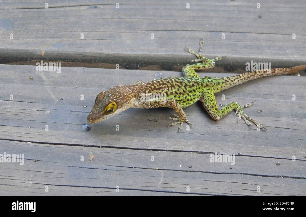 Green Tree Lizard Anolis bimaculatus Antigua Stock Photo - Alamy