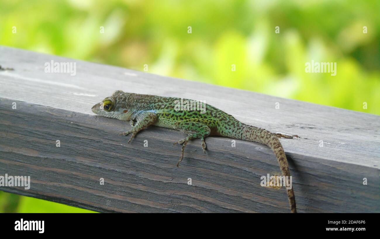 Green Tree Lizard Anolis bimaculatus Antigua Stock Photo - Alamy