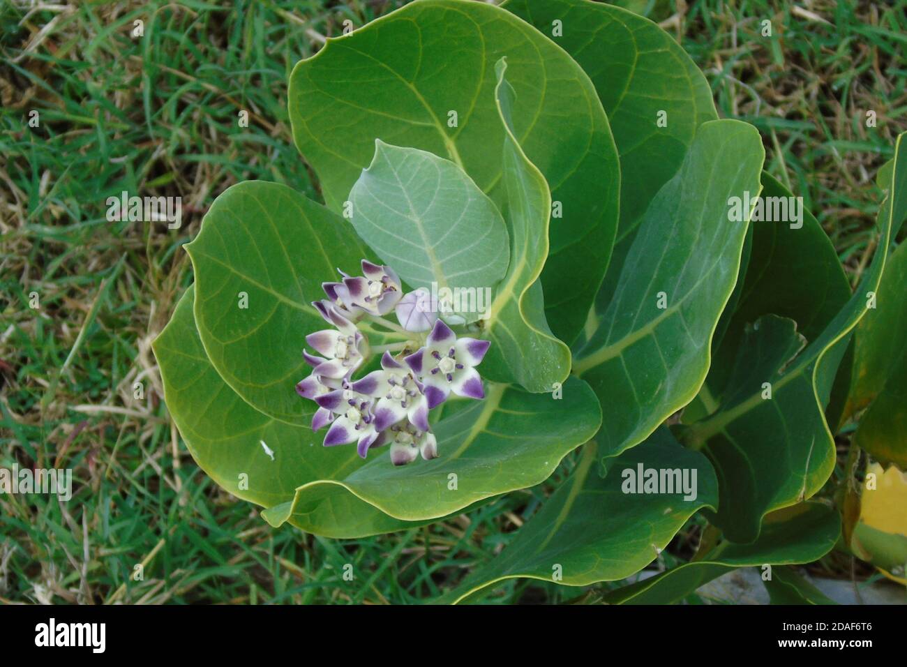Giant Milkweed Tree / Rooster Tree Calotropis procera Stock Photo - Alamy