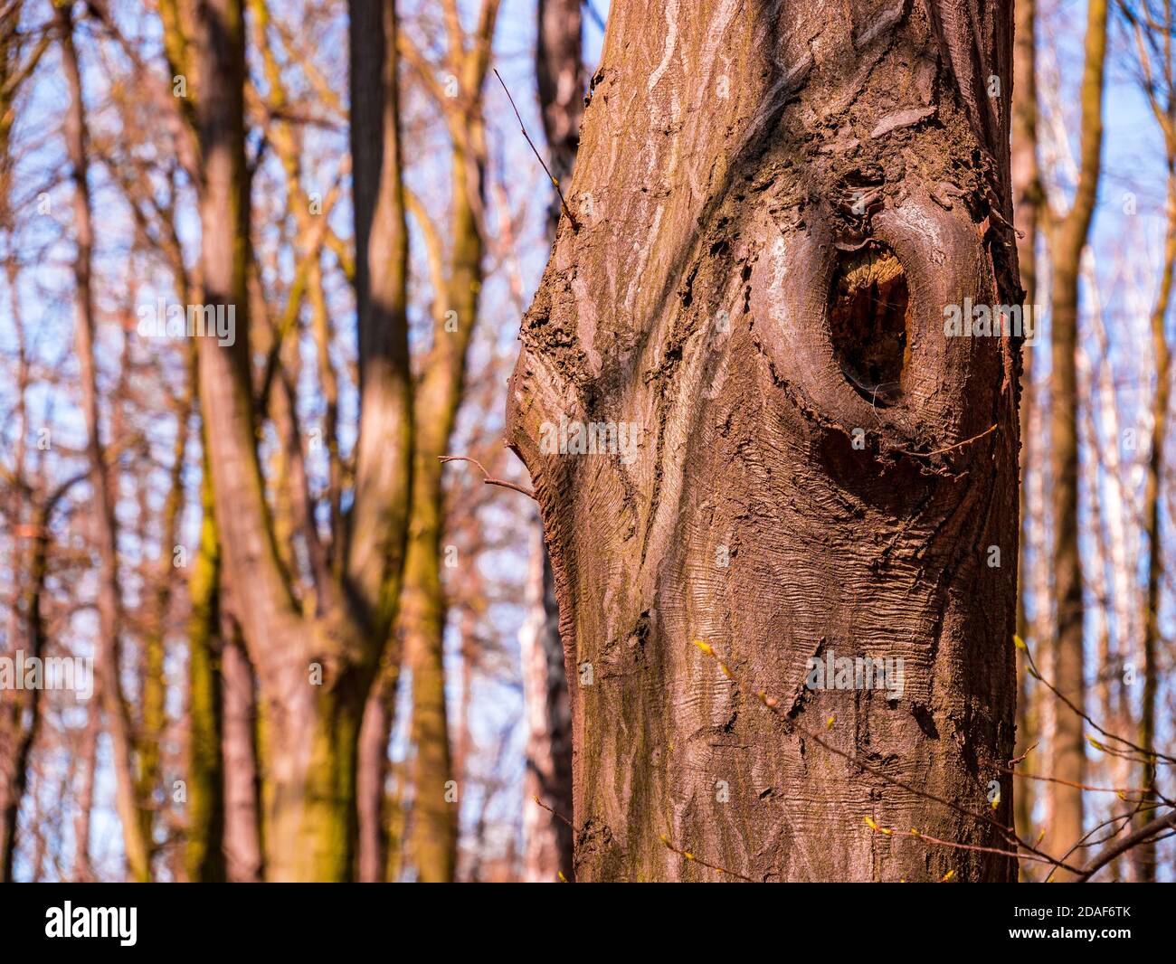 Broken beech trunk hi-res stock photography and images - Alamy