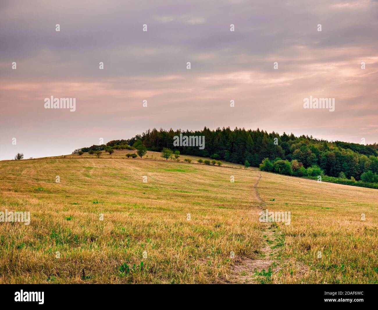Forest trees in distance background hi-res stock photography and images ...