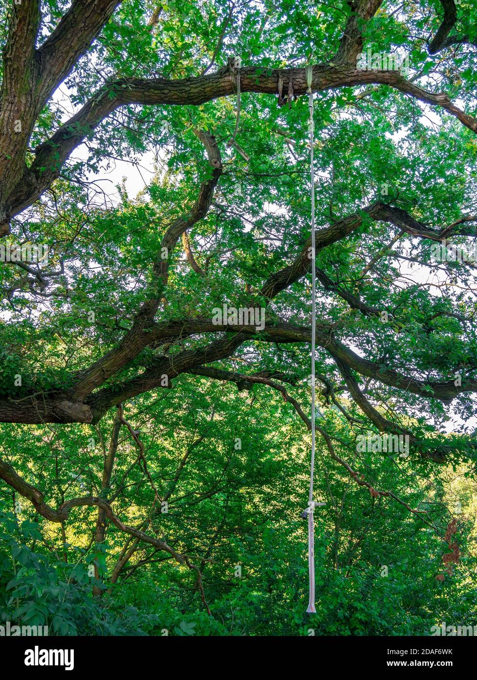 Fire hoses on tree hi-res stock photography and images - Alamy