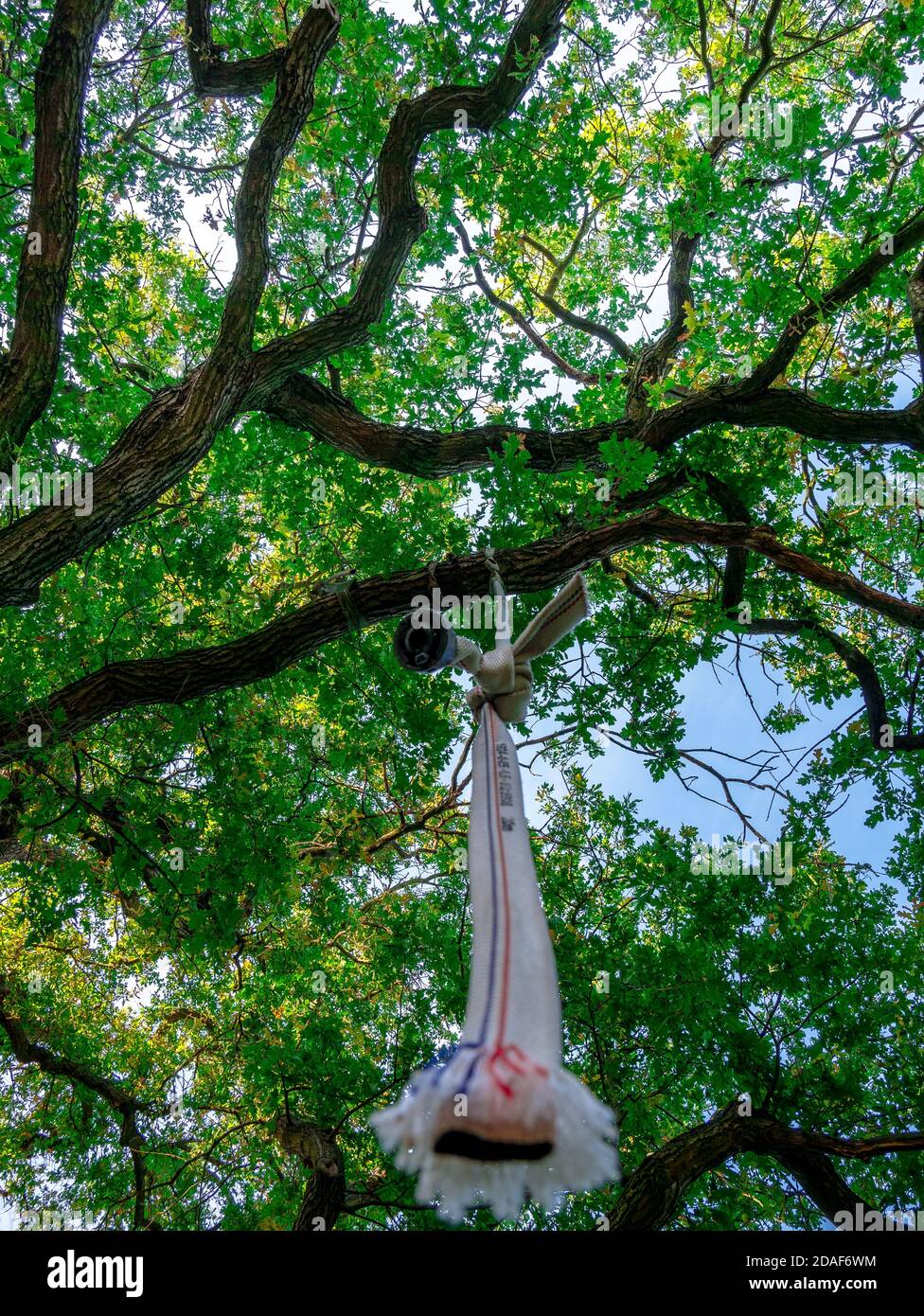 Fire hoses on a tree branch as a swing - low angle view Stock Photo - Alamy