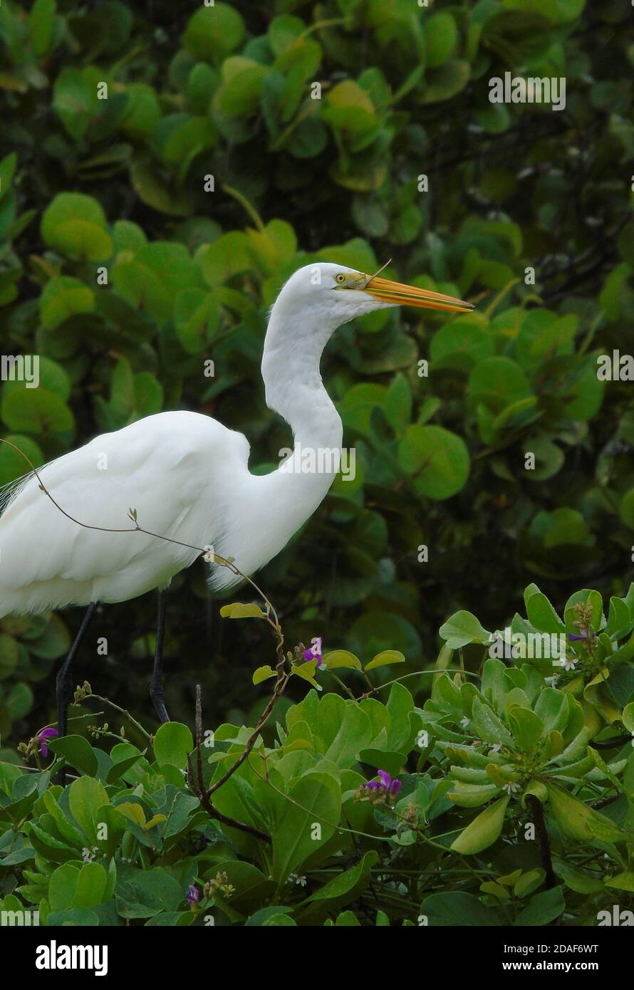 Great Egret Ardea alba feeding, eating small lizard, Antigua Stock ...