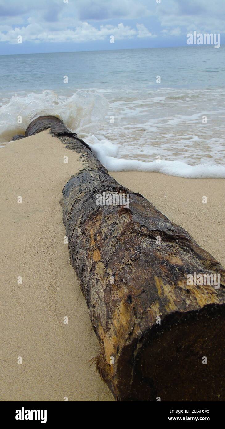 Drift wood on beach with sea, Antigua. Sand covered large wooden log ...