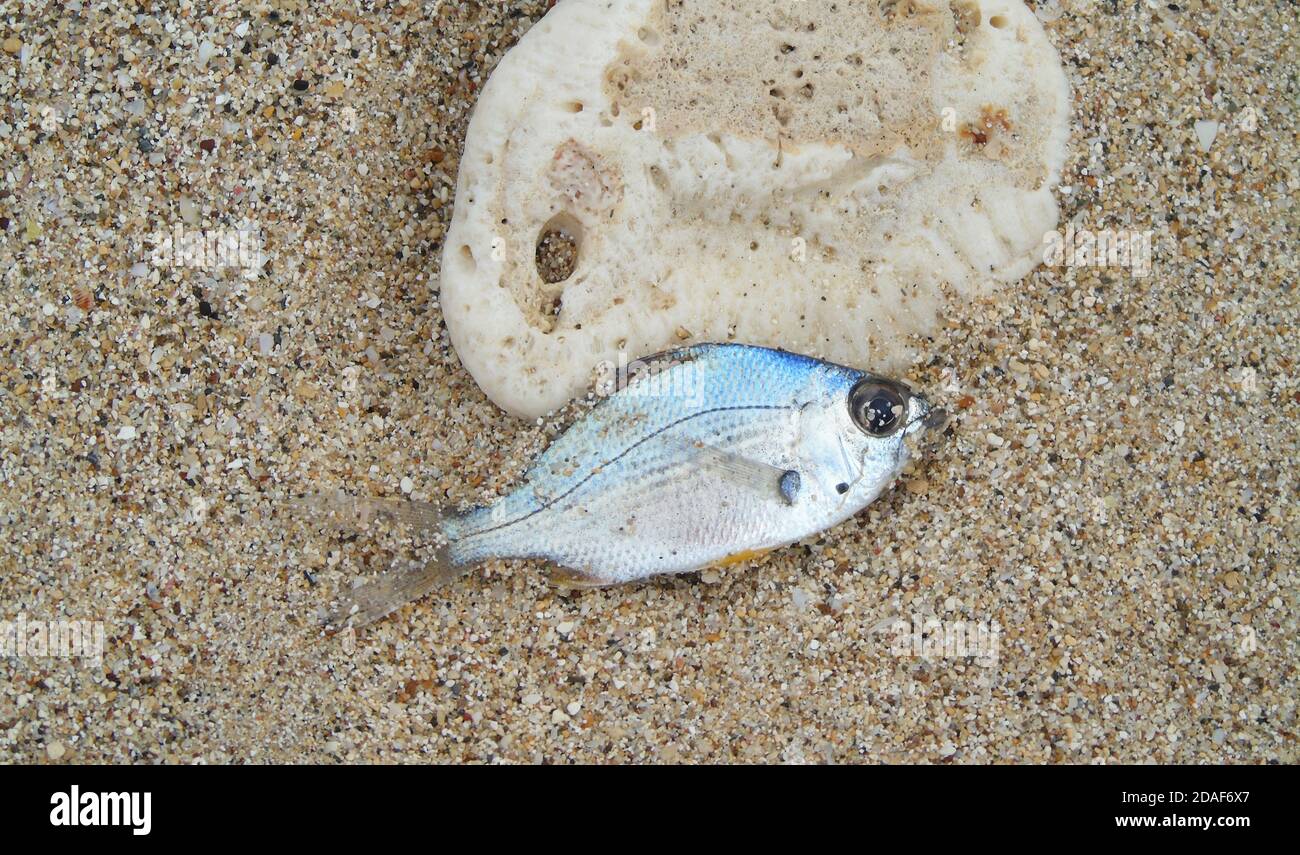 Small dead fish on sandy beach, macro fish eye Stock Photo - Alamy