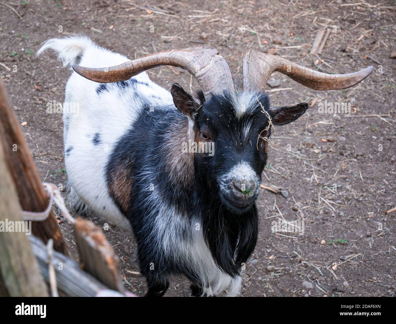Beautiful goat huge horns hi-res stock photography and images - Alamy
