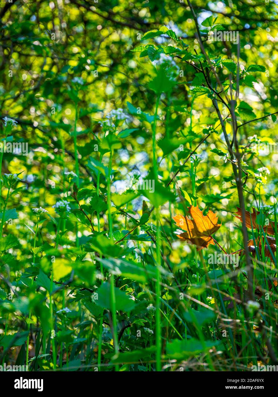 Surrounded by beautiful and vibrant greenery hi-res stock photography and images - Alamy