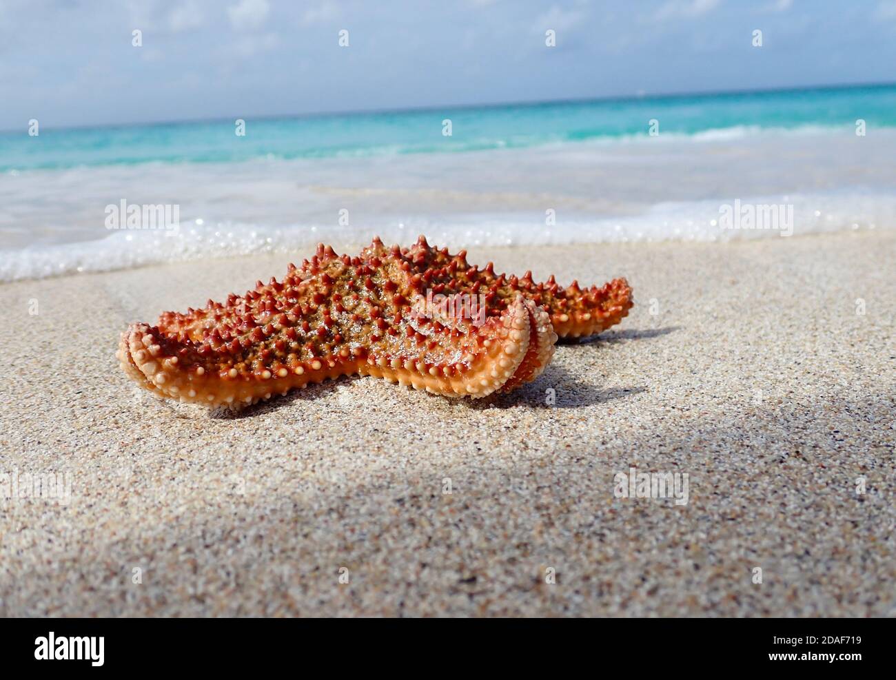 Antigua caribbean fish hi-res stock photography and images - Alamy