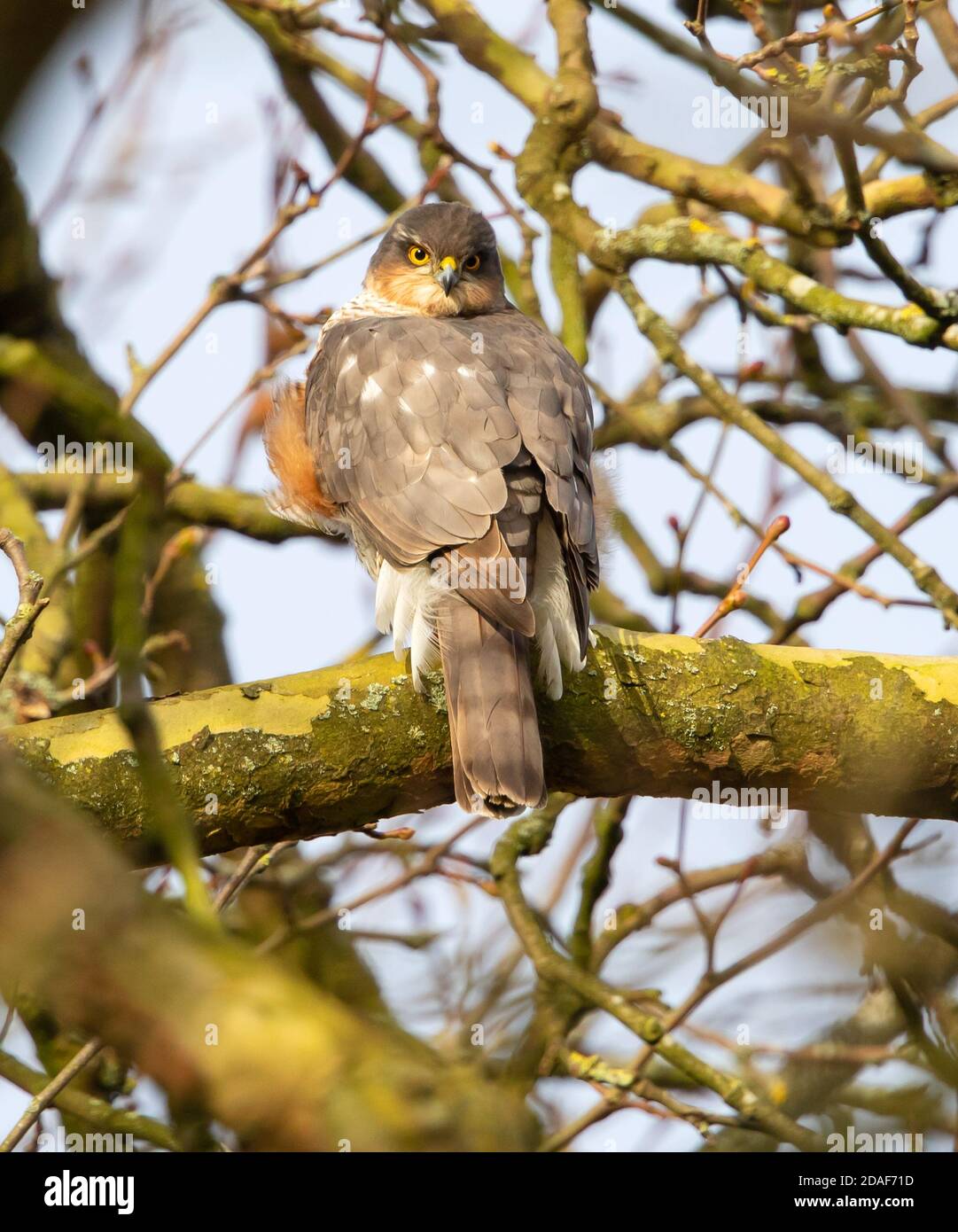 Sparrow Hawk looking intently over his shoulder Stock Photo - Alamy