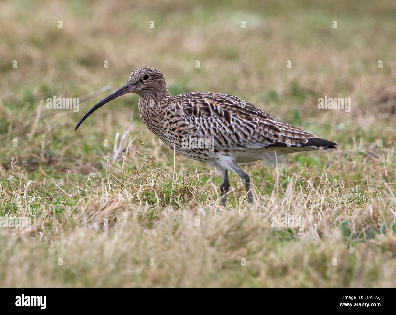 Curlew foraging in a typical wet field Stock Photo - Alamy