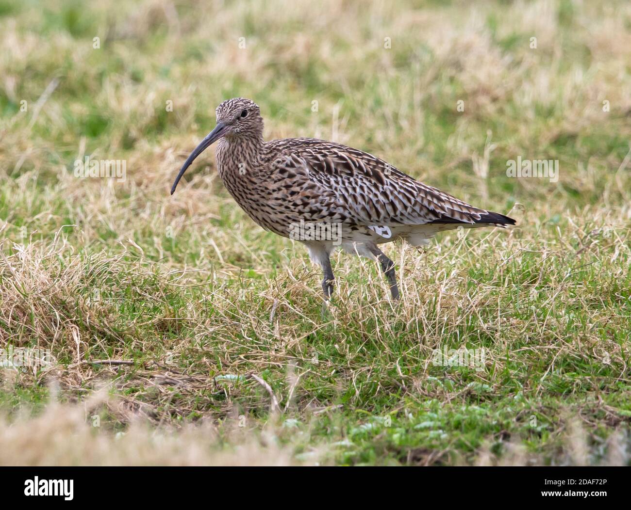 Curlew foraging in a typical wet field Stock Photo - Alamy