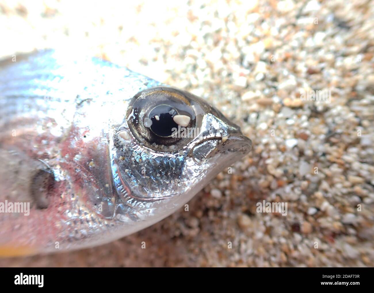 Small dead fish hi-res stock photography and images - Alamy