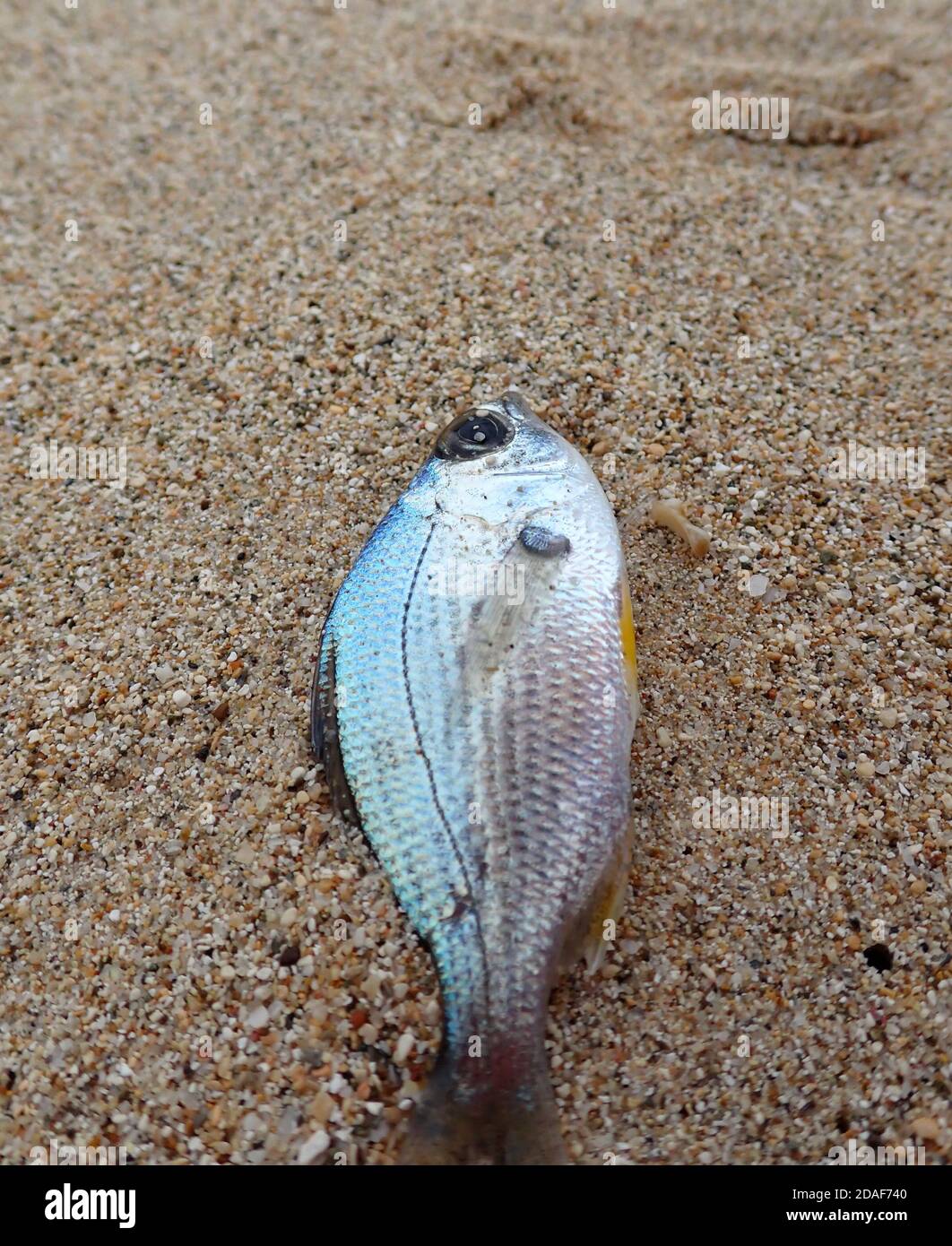 Small dead fish on sandy beach, macro fish eye Stock Photo - Alamy