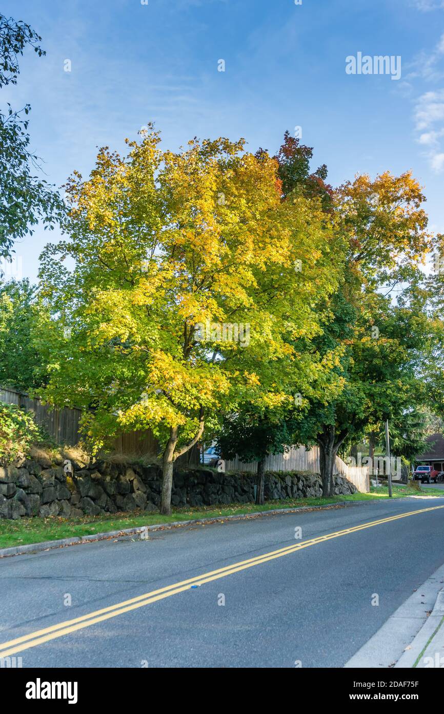 A view of a street in Burien, Washington in the autumn Stock Photo - Alamy