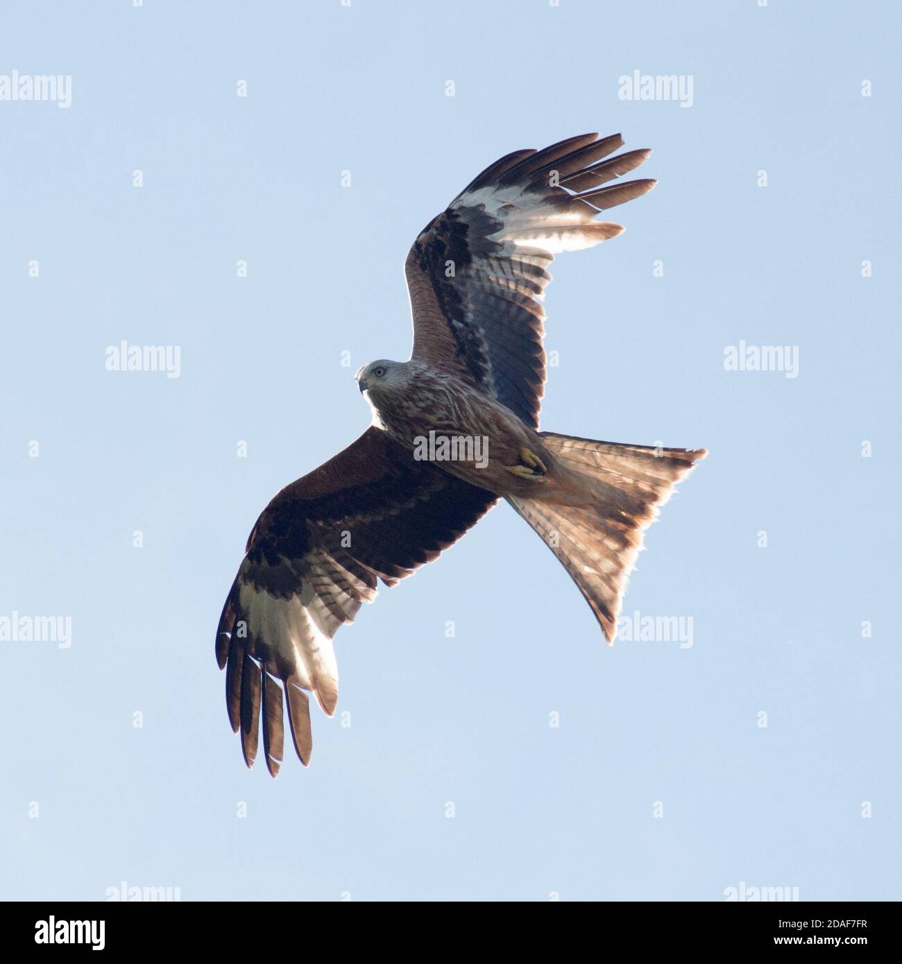Red Kite Bird Flying - Soaring in Sky Above Southern English Country ...