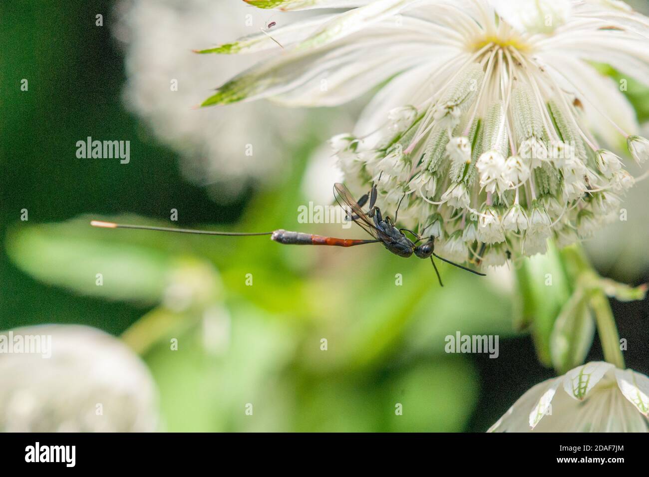 Whip tail hi-res stock photography and images - Alamy