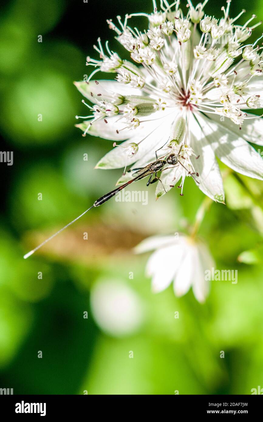 Insect with Whip Tail Feeding on White Flower Stock Photo - Alamy