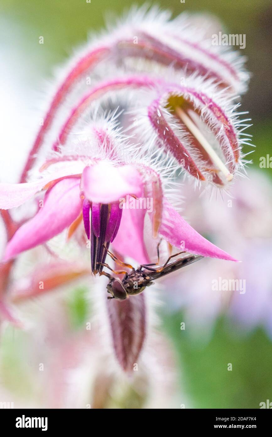 Borage pink hi-res stock photography and images - Alamy