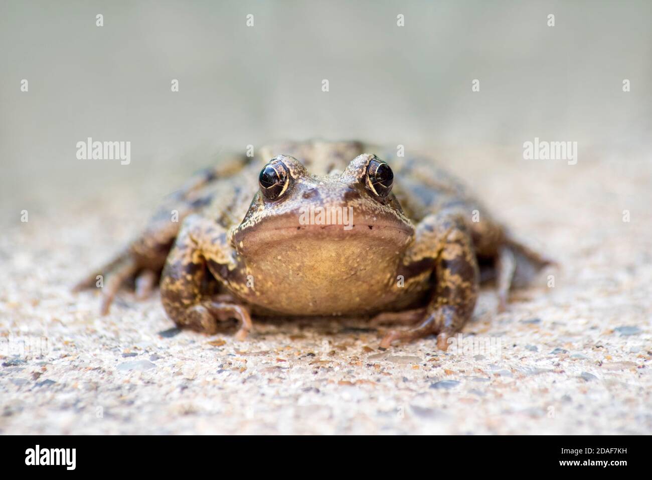 Mr Grumpy the Toad / Frog Stock Photo - Alamy