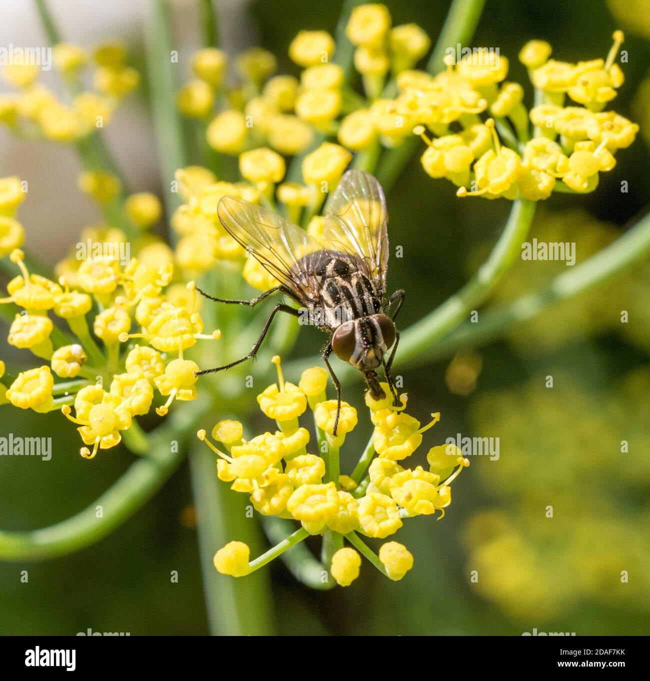 English fly hi-res stock photography and images - Alamy