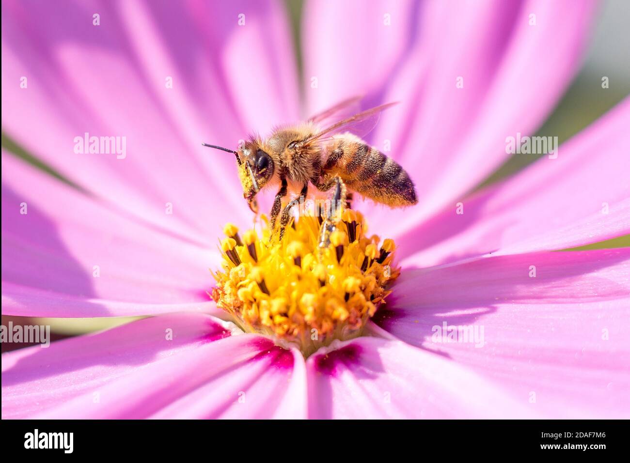 Pollen on wasp hi-res stock photography and images - Alamy