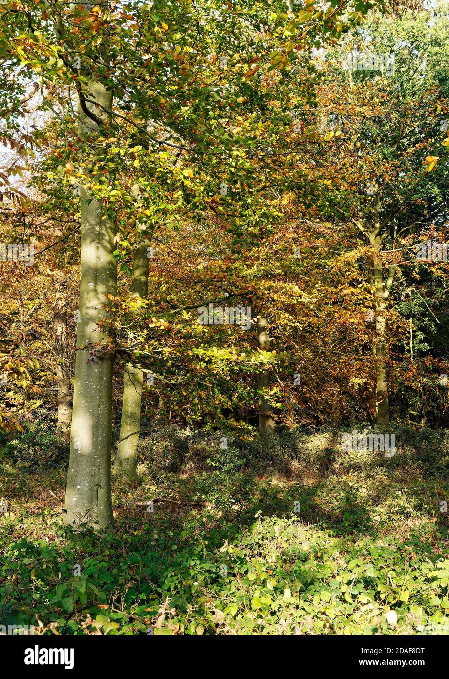 The golden glow of the leaves of beech trees on a bright early November ...