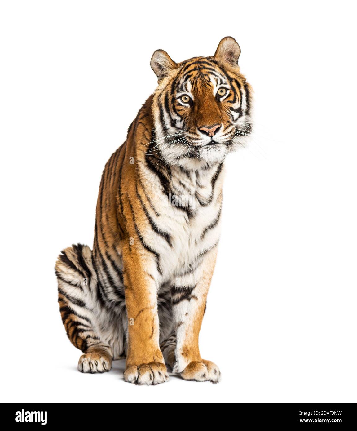 sitting Tiger isolated on white Stock Photo - Alamy