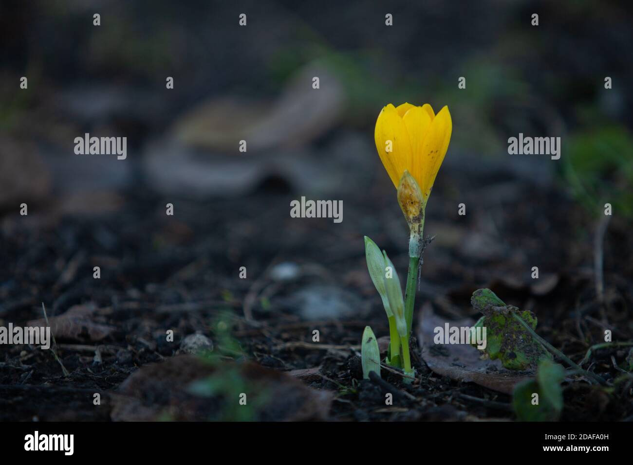 Yellow crocus flowers at bloom during late autumn in Bulgaria Stock ...