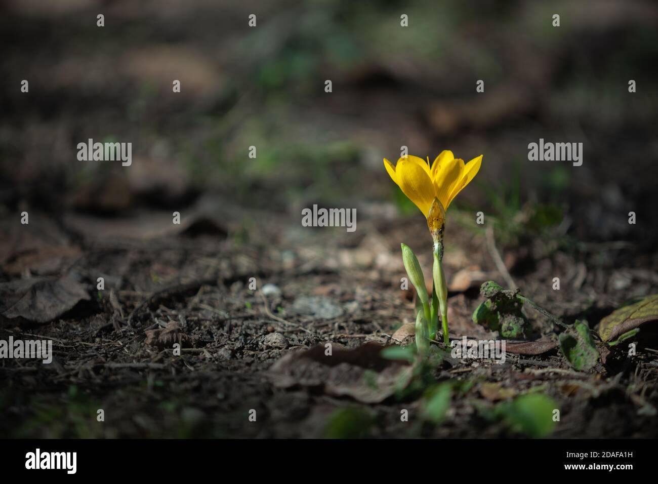 Yellow crocus flowers at bloom during late autumn in Bulgaria Stock ...