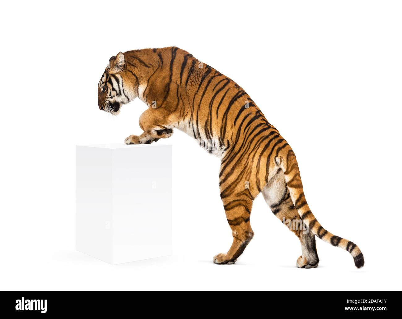 Tiger getting up a white box, isolated on white Stock Photo - Alamy