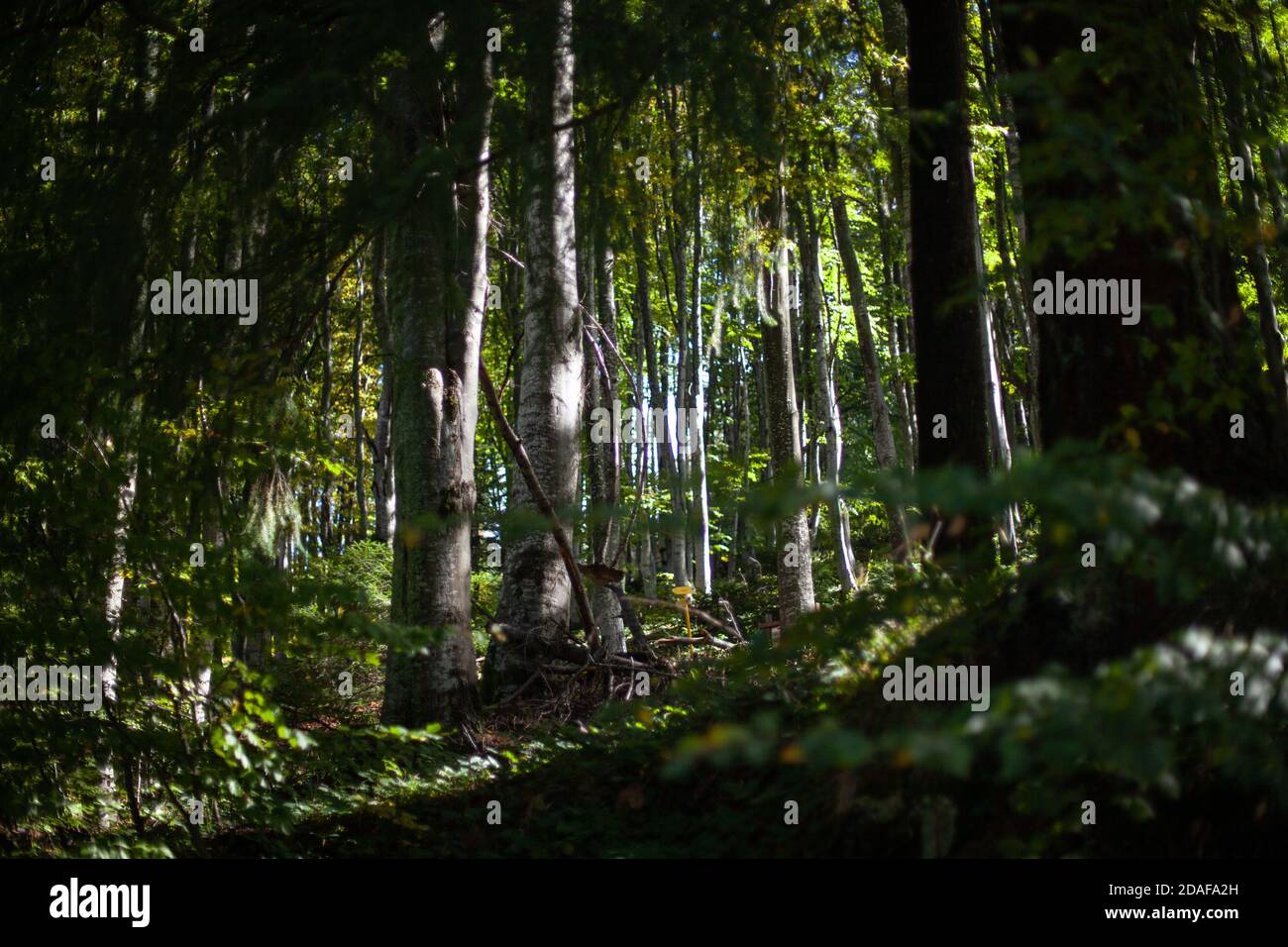 Peek through trees hi-res stock photography and images - Alamy