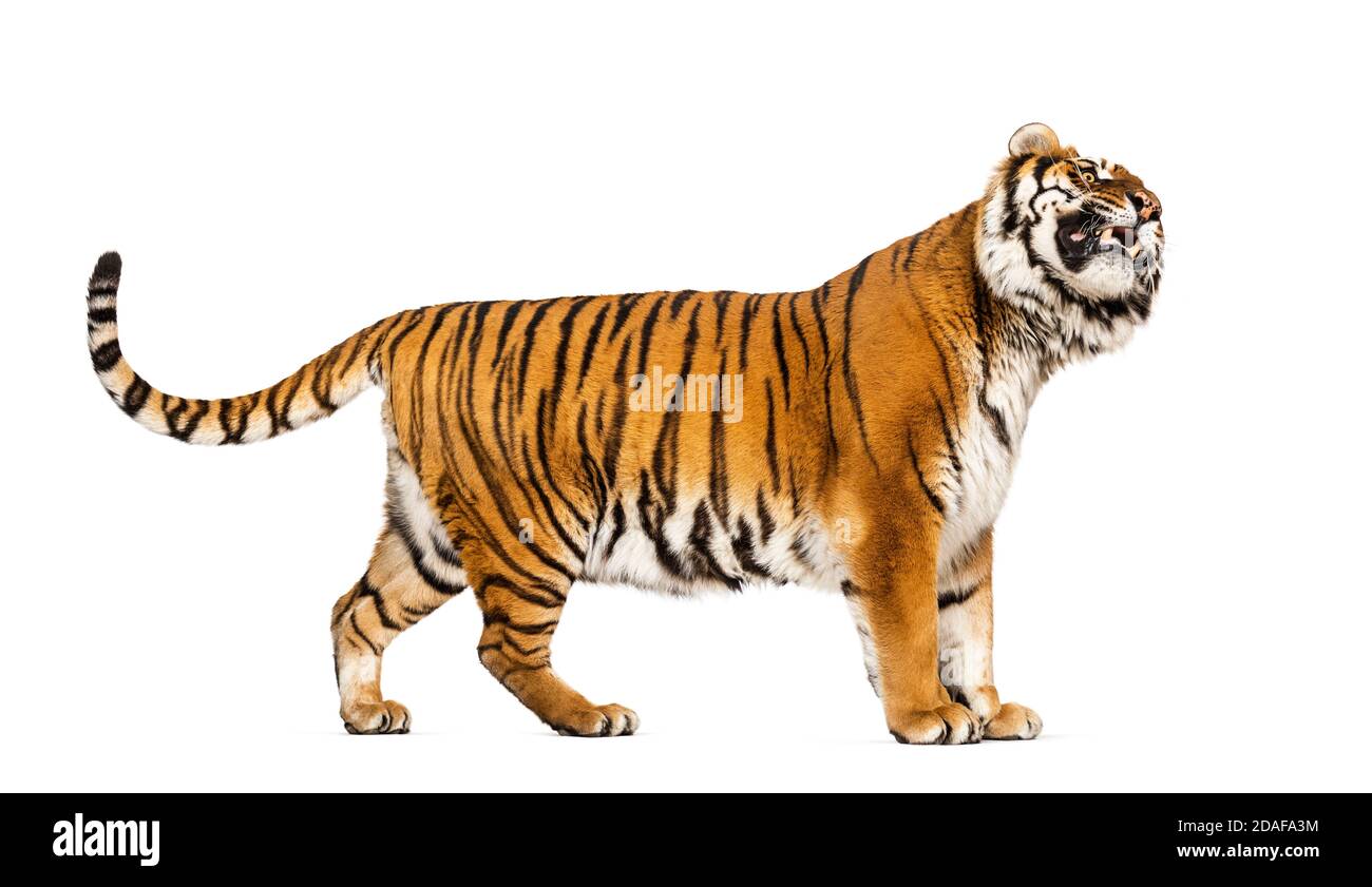 Tiger profile teeth hi-res stock photography and images - Alamy