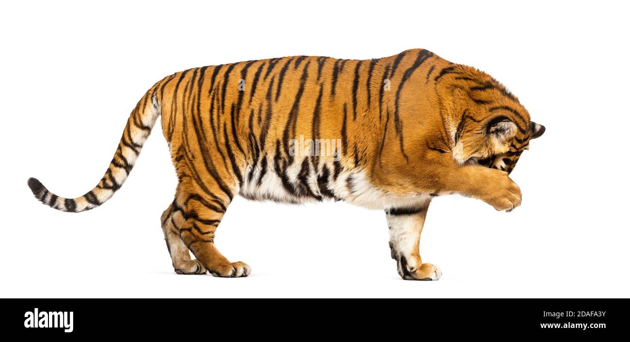 Tiger Head Side View