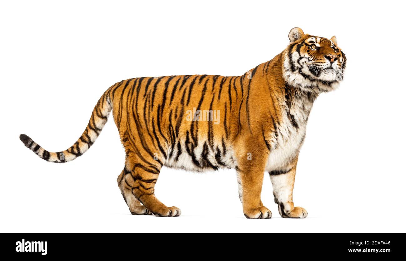 Side view, profile of a Tiger standing and looking away, isolated on ...