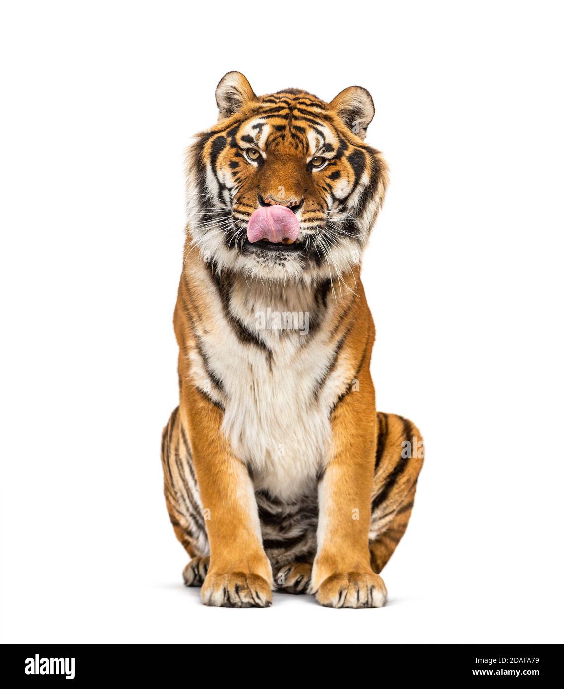 Tiger sitting and cleanning itself, isolated on white Stock Photo - Alamy
