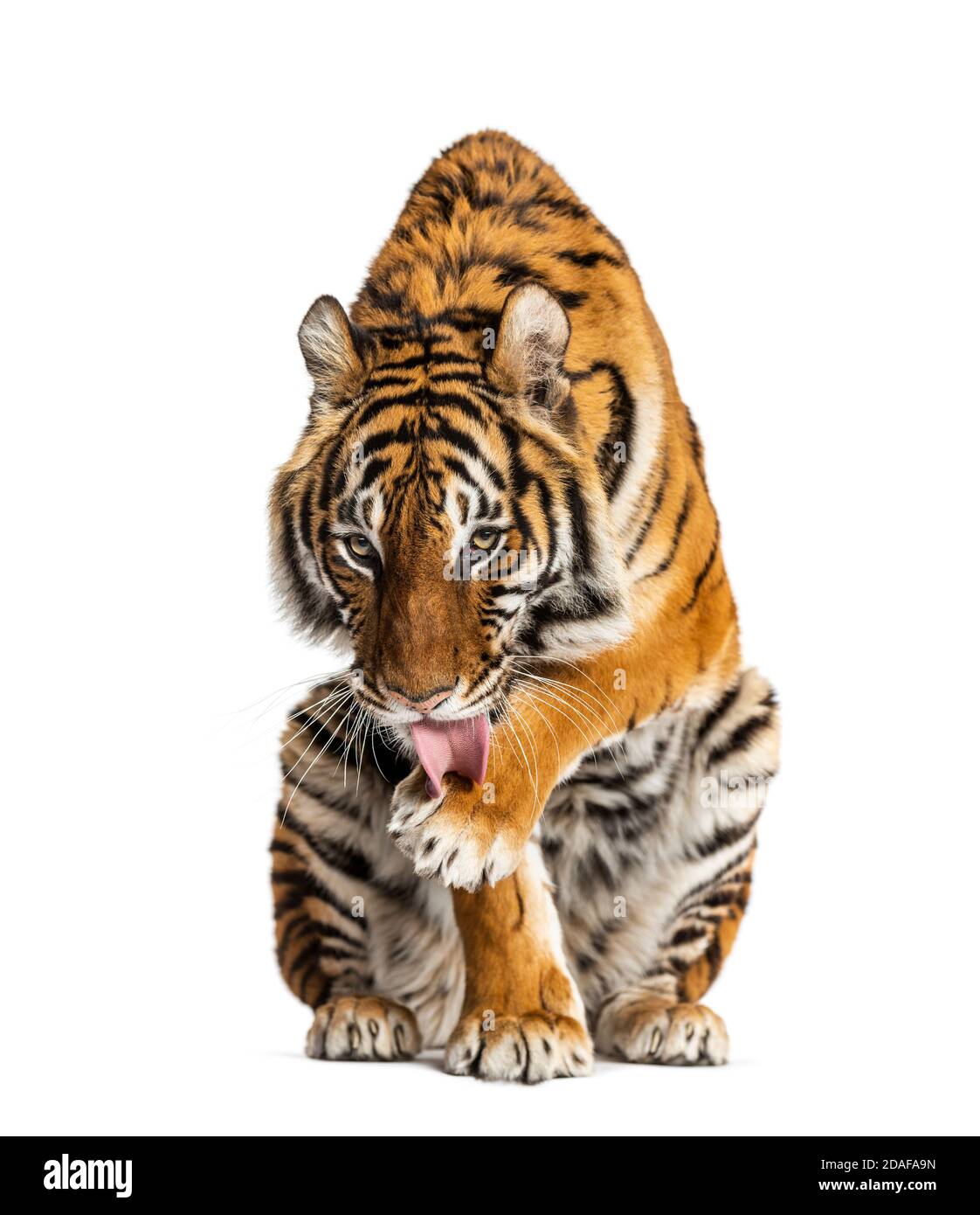 Tiger sitting and cleanning itself, isolated on white Stock Photo - Alamy