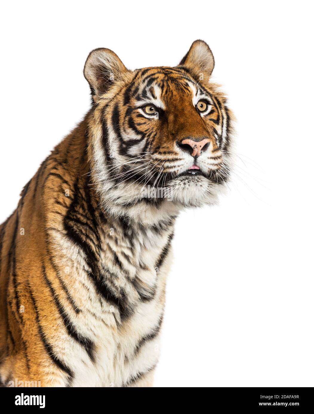 Close-up on a Tiger's head, isolated on white Stock Photo - Alamy