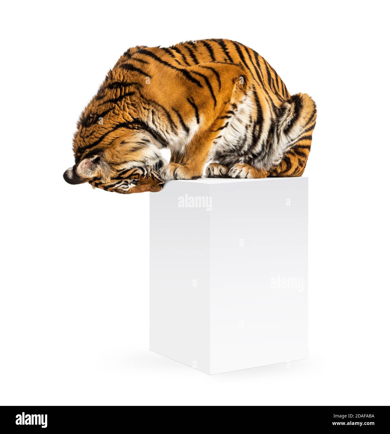 Tiger looking down, isolated on white Stock Photo - Alamy