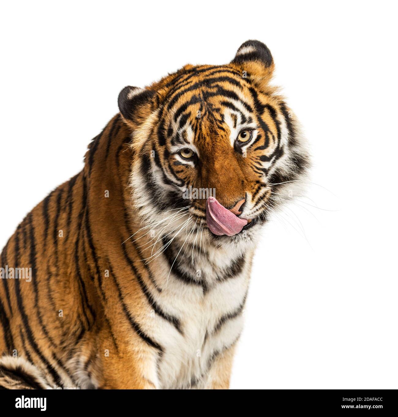 Tiger tongue close up hi-res stock photography and images - Alamy