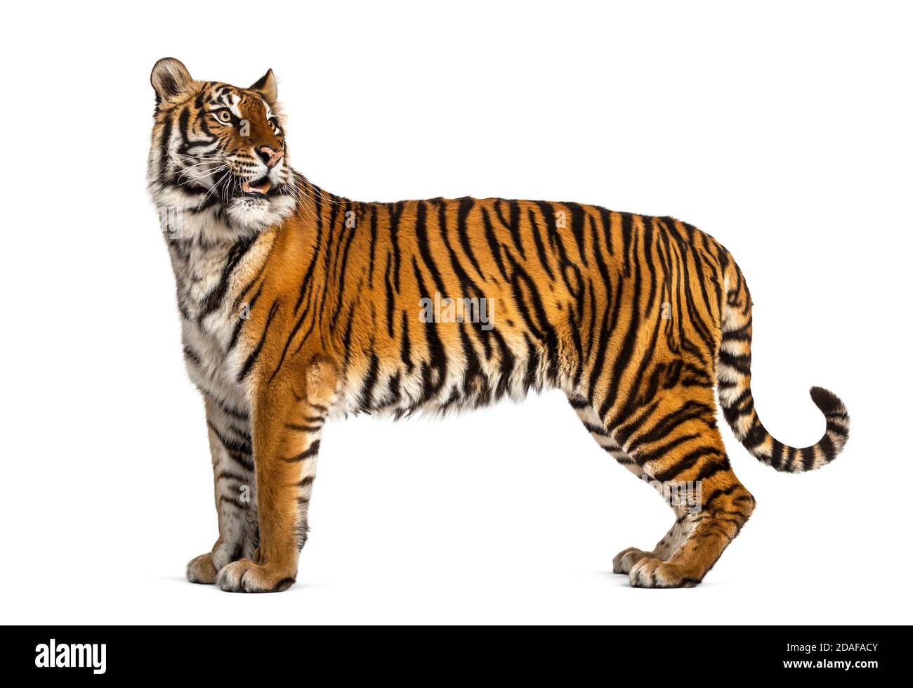 Side view, profile of a tiger standing, isolated on white Stock Photo ...